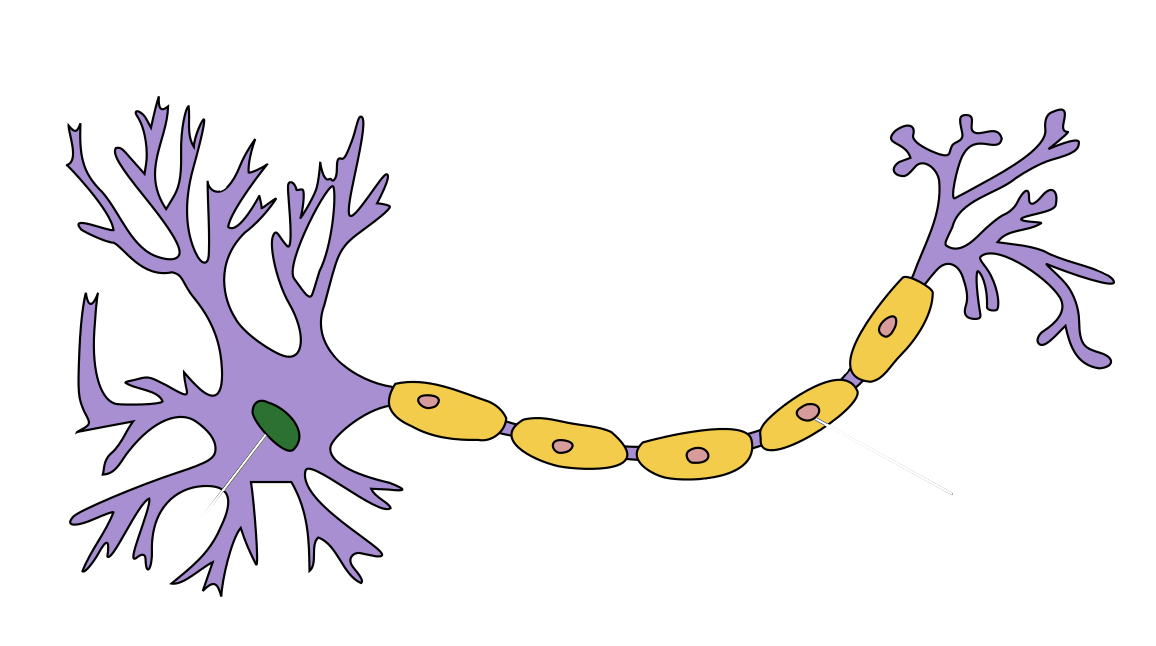 Basic Structure Of The Human Neurone Clipart - Full Size Clipart ...