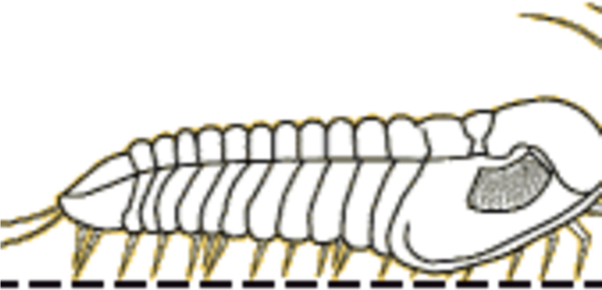 Trilobite Clipart - Png Download - Full Size Clipart (#2982734 ...