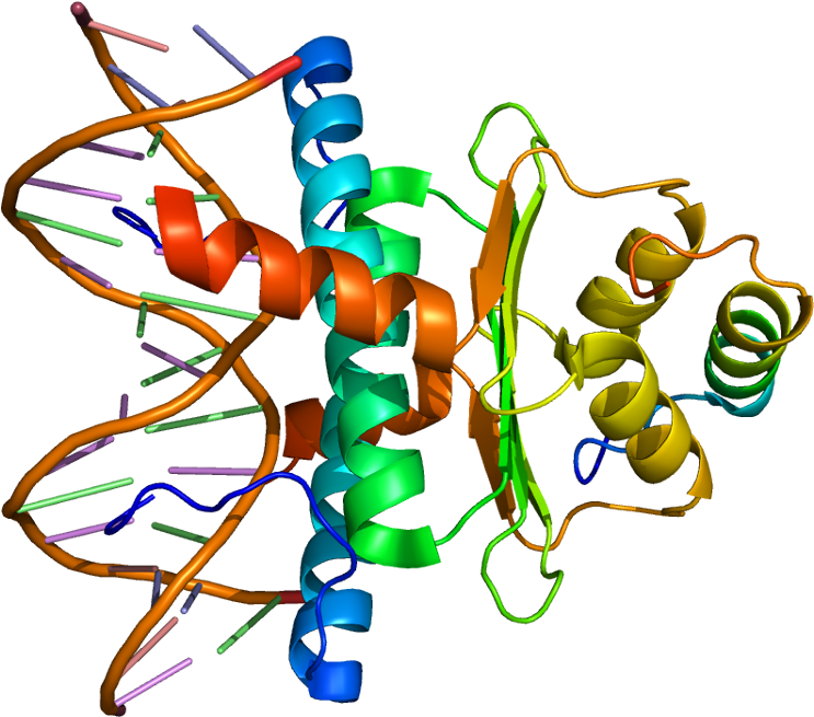 Protein Cabin1 Pdb 1n6j Clipart - Full Size Clipart (#2987112) - PinClipart
