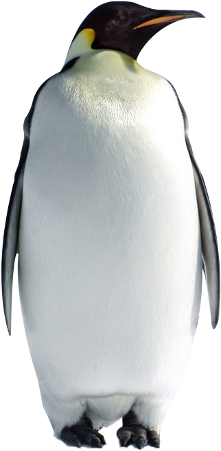 Emperor Penguin Clip Art - Png Download - Full Size Clipart (#2998755 ...