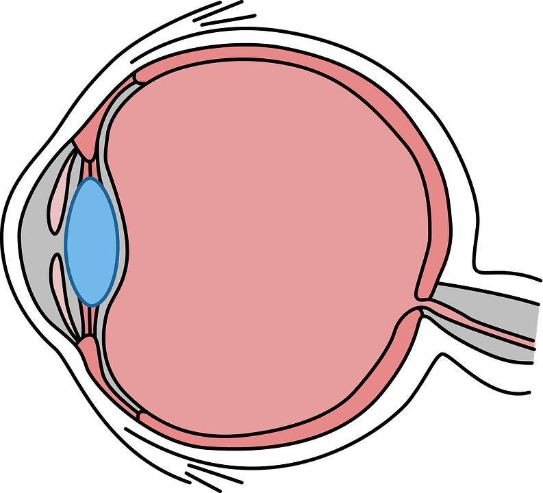 Download Simple, Illustrated Cross-section Of The Human Eye - Eye ...