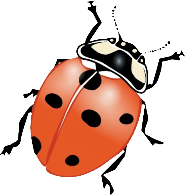 Graphic Freeuse Stock Beetle Clipart June Bug - Lady Bug Clip Art Black ...