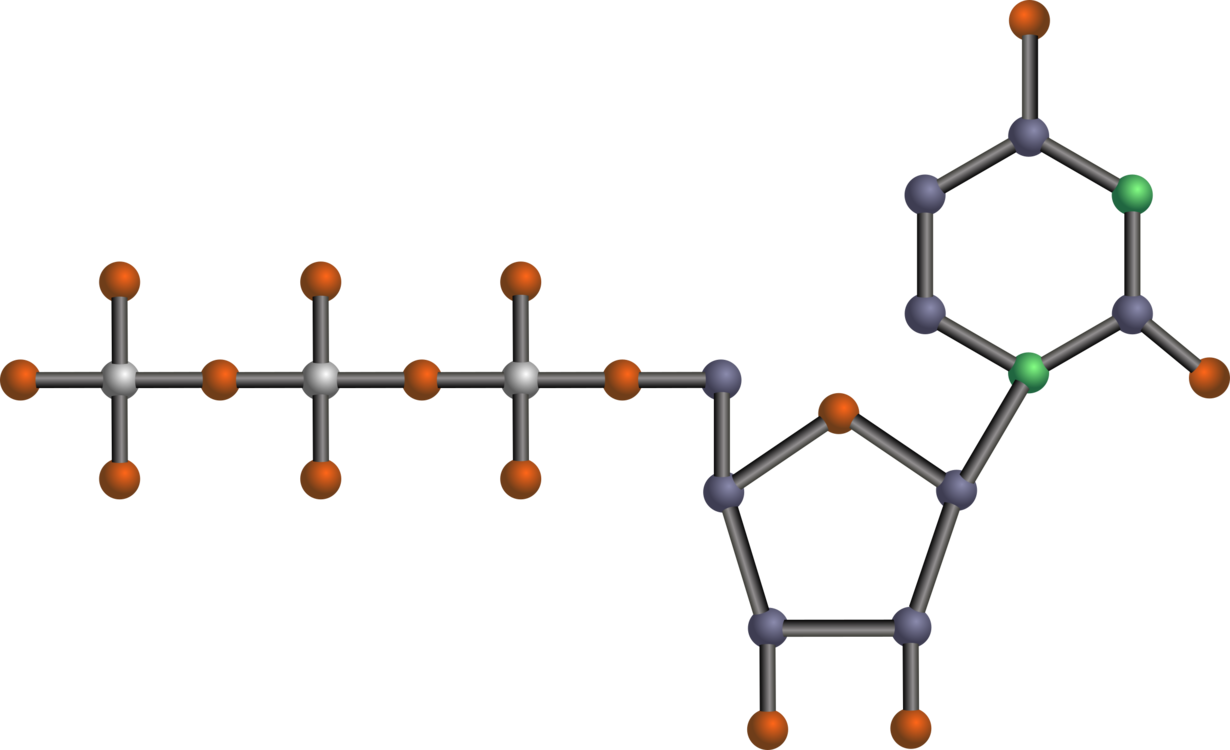 Adenosine Triphosphate Dna Nucleotide Ribose - Nucleotide Clipart - Png ...