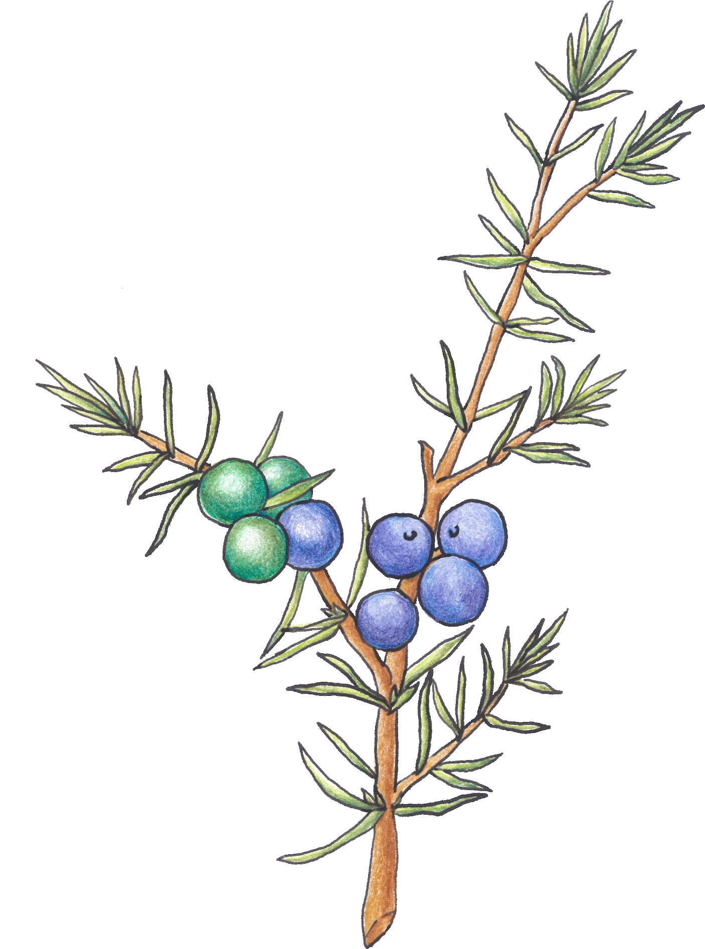 Juniper Berry, Color Pencil Clipart - Full Size Clipart (#3149909 ...