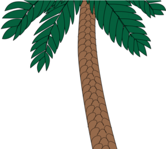 Date Palm Clipart Sabal Palm - Png Download - Full Size Clipart ...