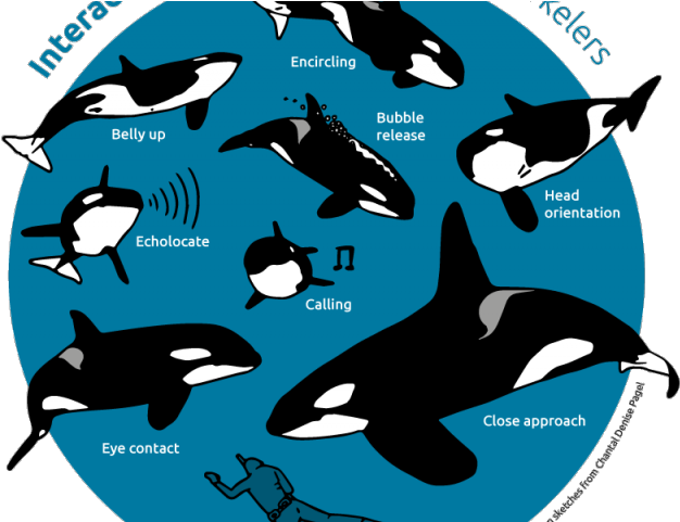Download Killer Whale Clipart Face - Killer Whale Face Close Up - Png ...