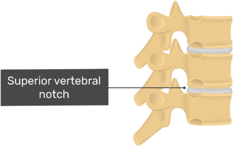 Download Articulated View Of The Superior Vertebral Notch Of - Thoracic ...