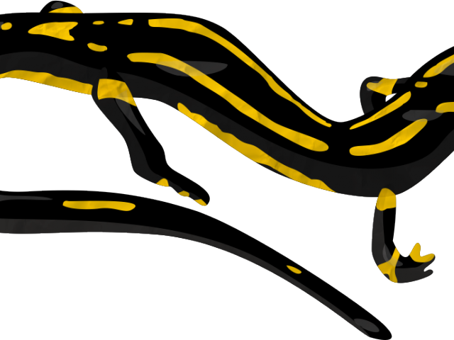 Newt Clipart Transparent - Transparency - Png Download - Full Size ...