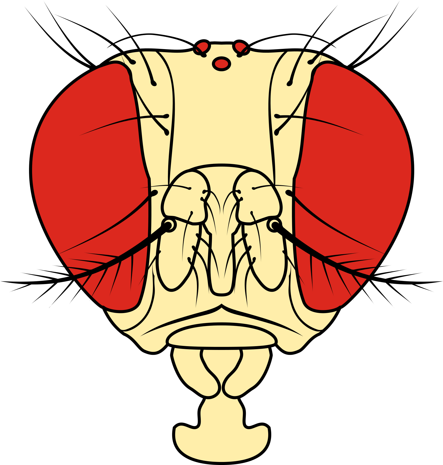 Open - Drosophila Melanogaster Head Anatomy Clipart - Full Size Clipart ...