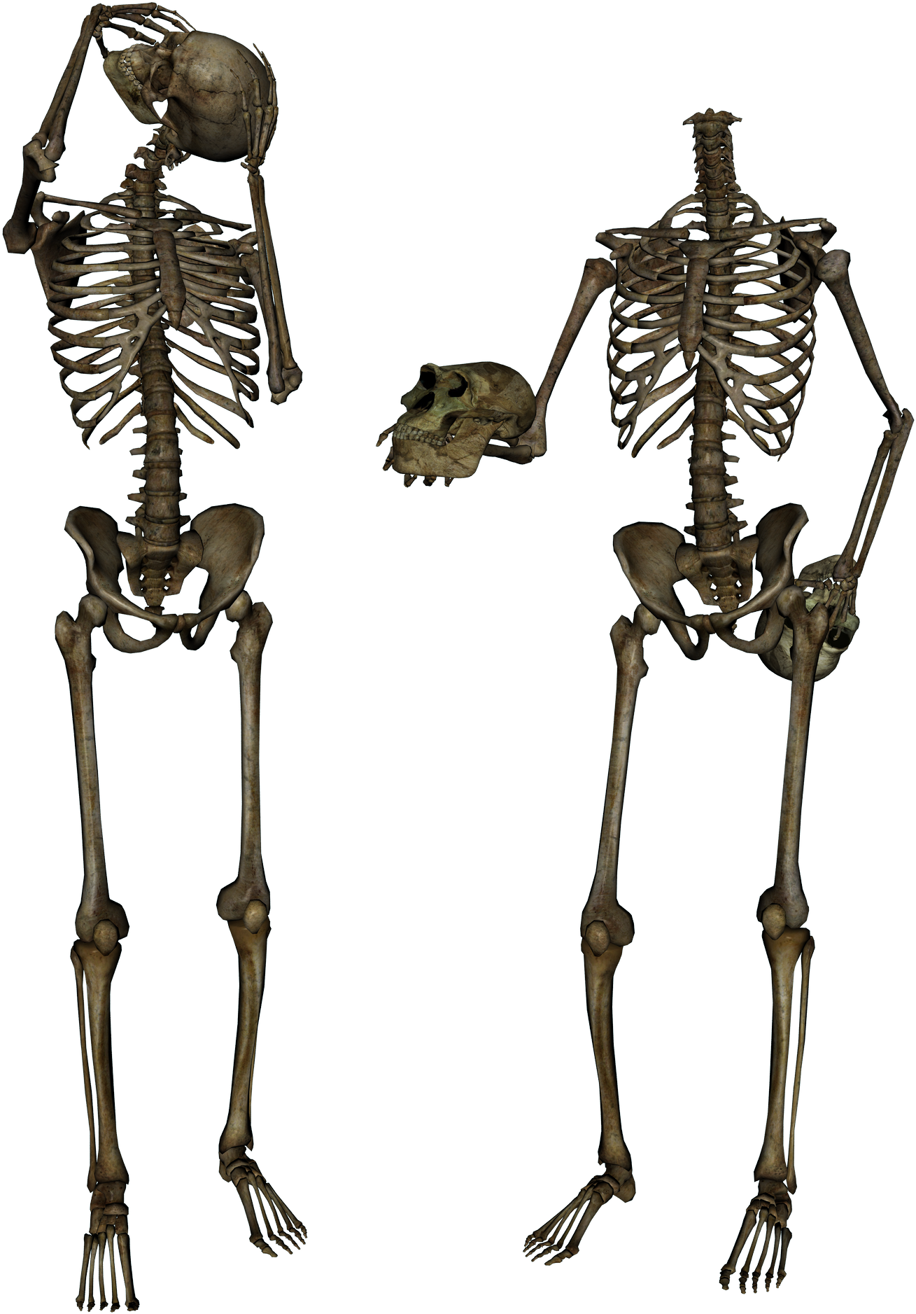 Png Photo, Skeletons, Skulls, Clip Art, Skull, Illustrations - Body ...