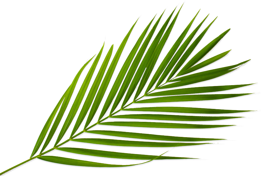 Our Straws - Sabal Minor Clipart - Full Size Clipart (#3228546 ...