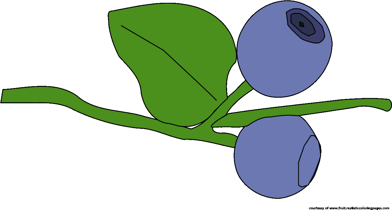 Blueberry Graphic Illustration Blueberry Illustrations Clipart - Full ...