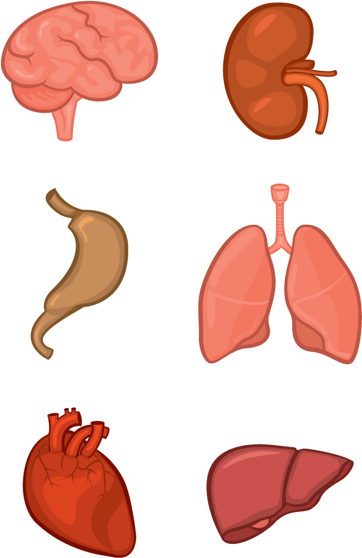Clipart Freeuse Library Body Tissue Clipart - Organs Transparent - Png ...