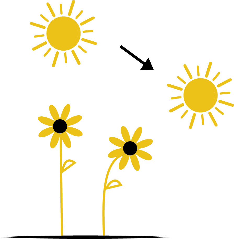 The Heliotropic Effect Is The Tendency For All Living - Heliotropism ...