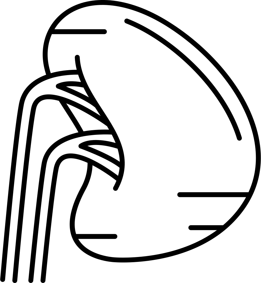 Spleen Coloring Template Pancreas Liver Sketch Coloring Page