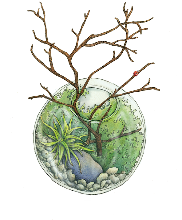 Terrarium - Terrarium Illustration Png Clipart - Full Size Clipart ...