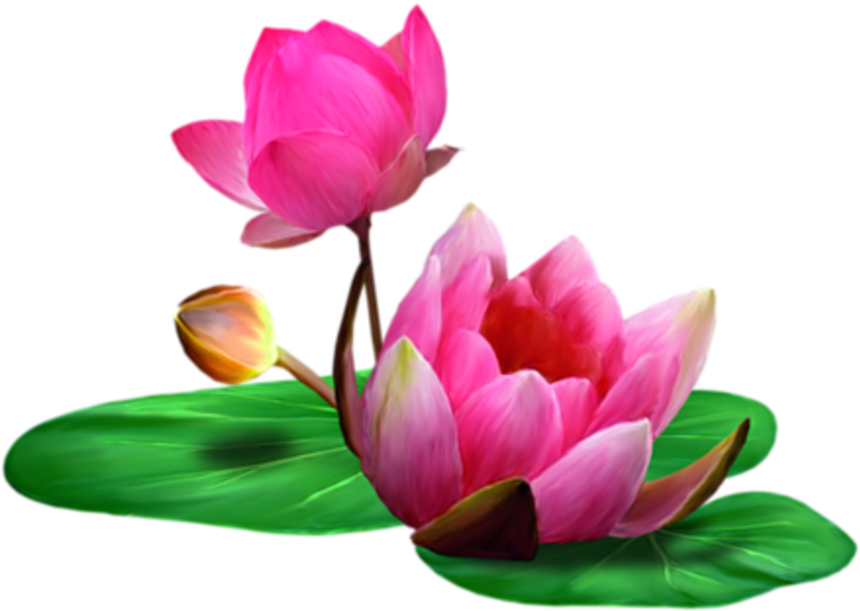 Pepa47a Отговор - Transparent Lotus Png Clipart - Full Size Clipart ...