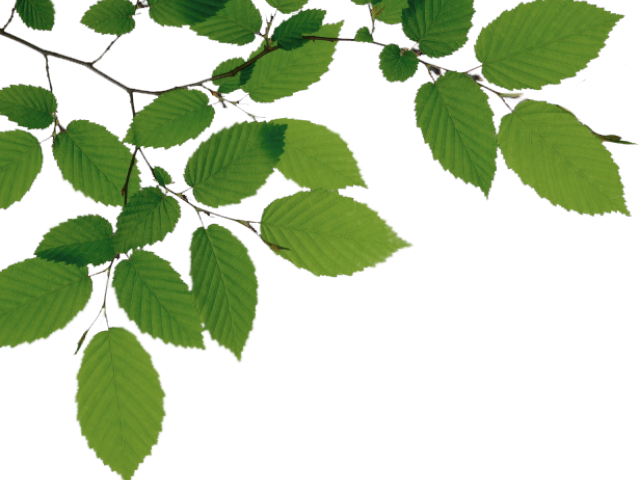 Download Birch Clipart Branch Leave - Tree Branches With Leaves Png ...