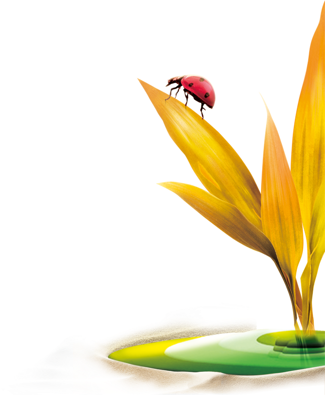 Download Ladybird Insect Clip Art - Portable Network Graphics - Png ...