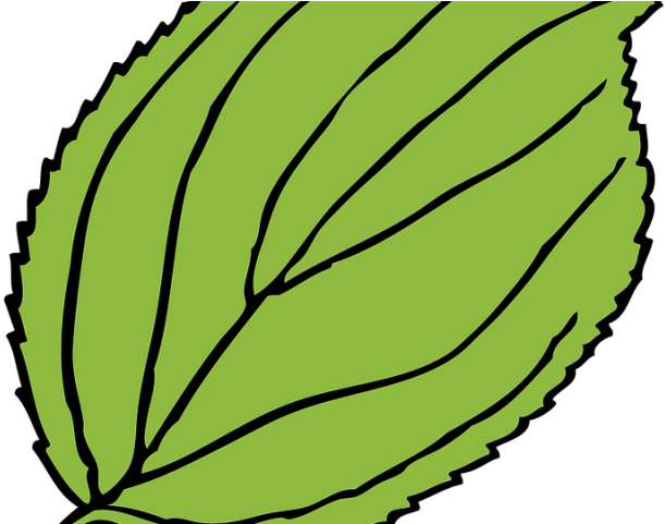 Download Green Leaves Clipart Cartoon - Leaf Clip Art - Png Download ...