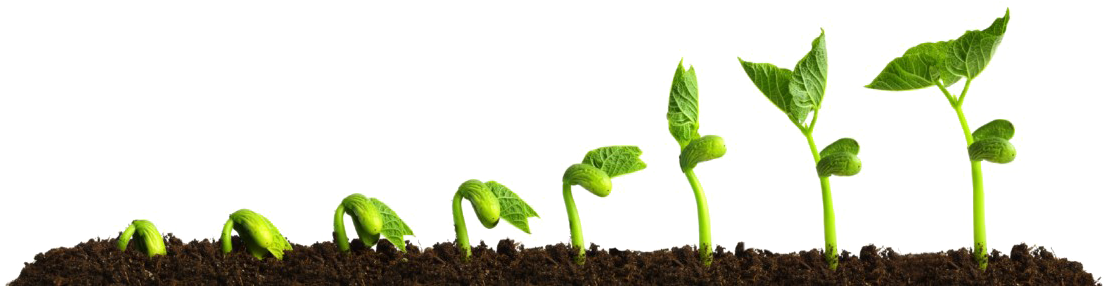 Download Growing Plant Transparent Png - Growing Plant Clipart ...