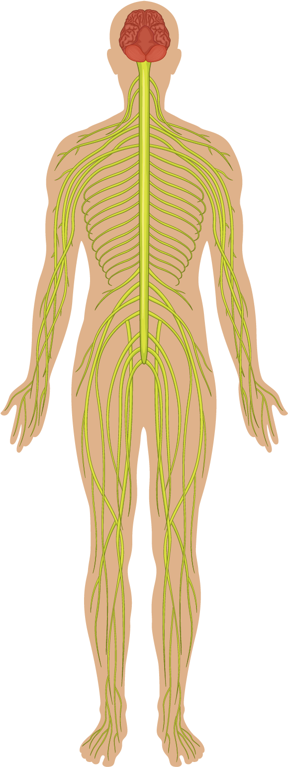 Download Nervous System - Vast Virome Clipart (#3562472) - PinClipart