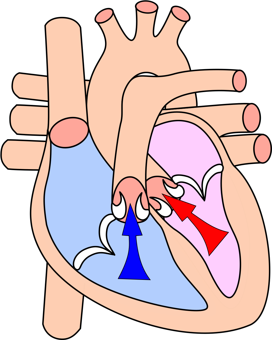 Ventricular Systole Clipart - Full Size Clipart (#360935) - PinClipart