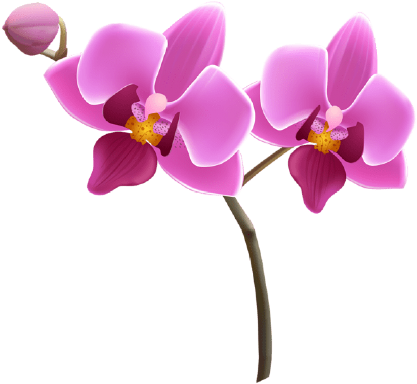 850 X 771 1 - Orchid Vector Transparent Background Clipart - Full Size ...
