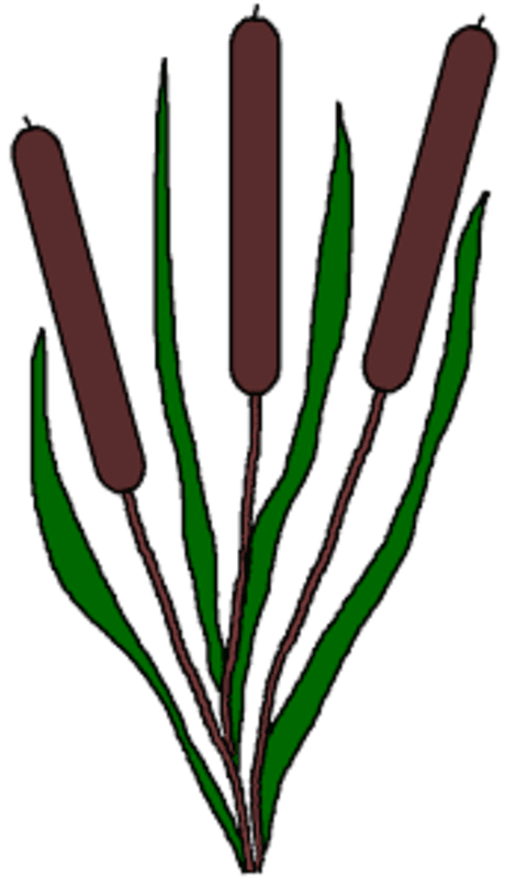 Pond Plants Clipart - Png Download - Full Size Clipart (#3694287 ...