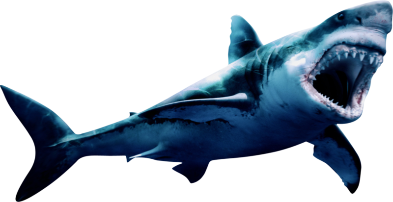 Megalodon Png Pic - Transparent Megalodon Png Clipart - Full Size ...