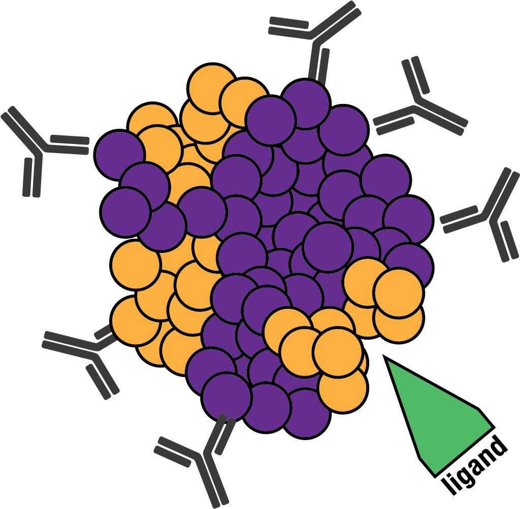 Download Natual Immune Reaction Clipart (#3707587) - PinClipart