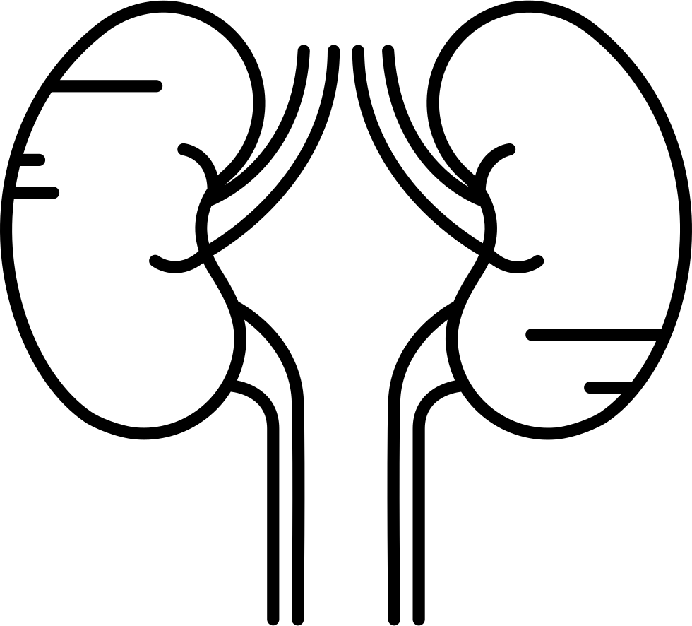 Png File - Outline Pic Of Kidneys Clipart - Full Size Clipart (#3735362 ...