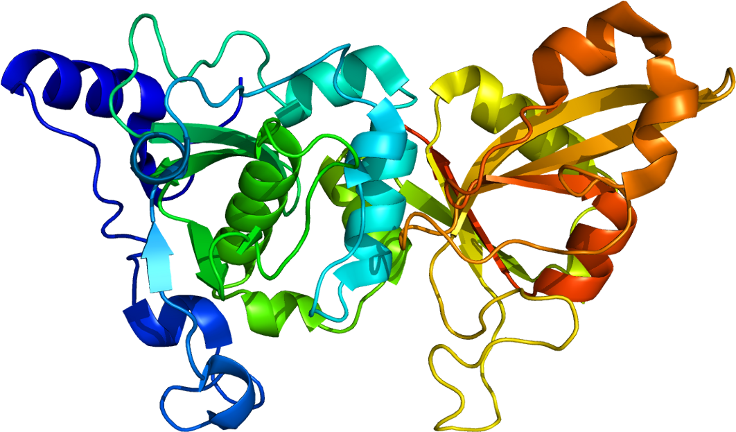 Protein Capn1 Pdb 1zcm - Capn1 Clipart - Full Size Clipart (#3739272 ...