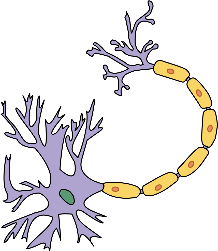 Download File - Portal Physiology - Svg - Labelled Nerve Cell Diagram ...