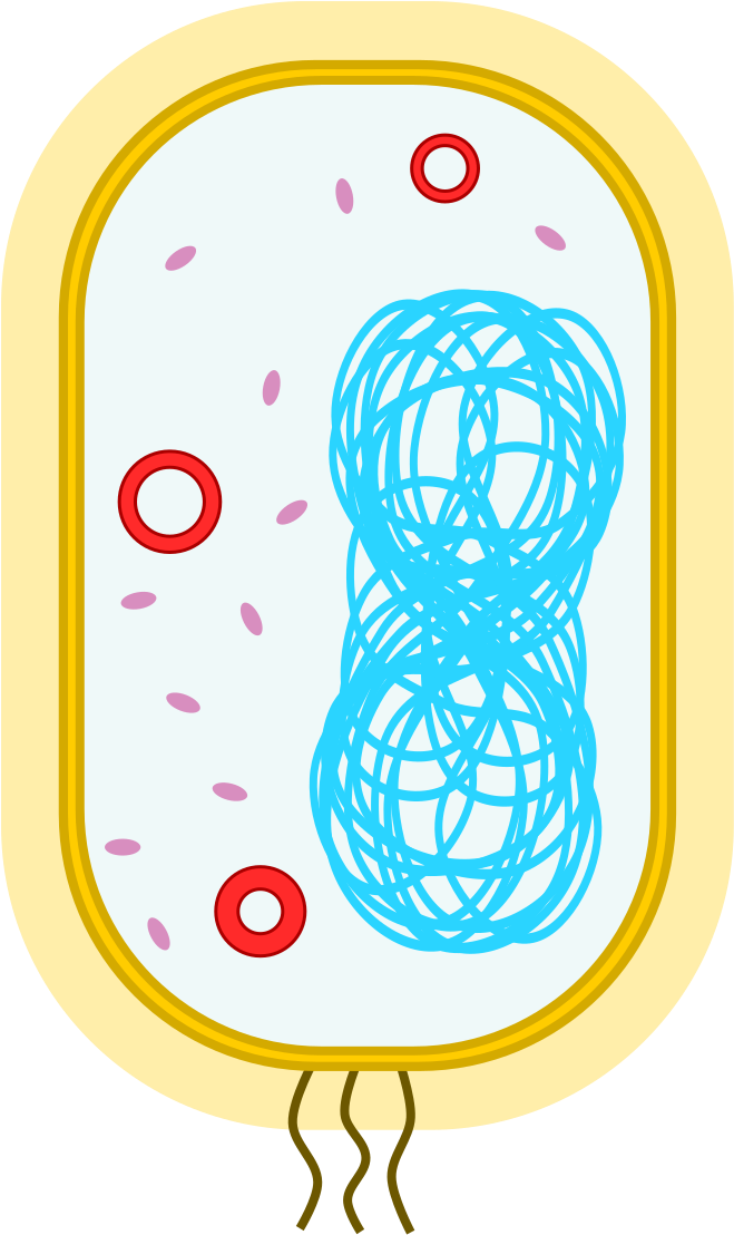 An Example Of A Bacterial Cell - Simplest Organelle Clipart - Full Size ...