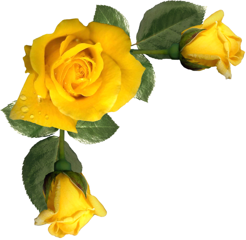 Фото, Автор K - Yellow Rose Png Frame Clipart - Full Size Clipart ...