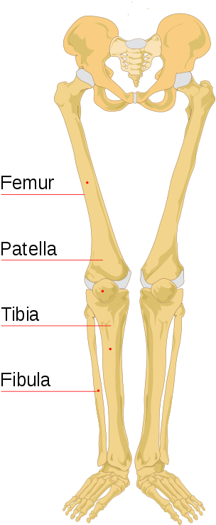 Leg Bones Diagram Labeled Bones Anatomy System Human Body Anatomy 