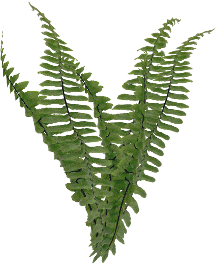 Download Ferns Png - Transparent Background Png Foliage Clipart ...