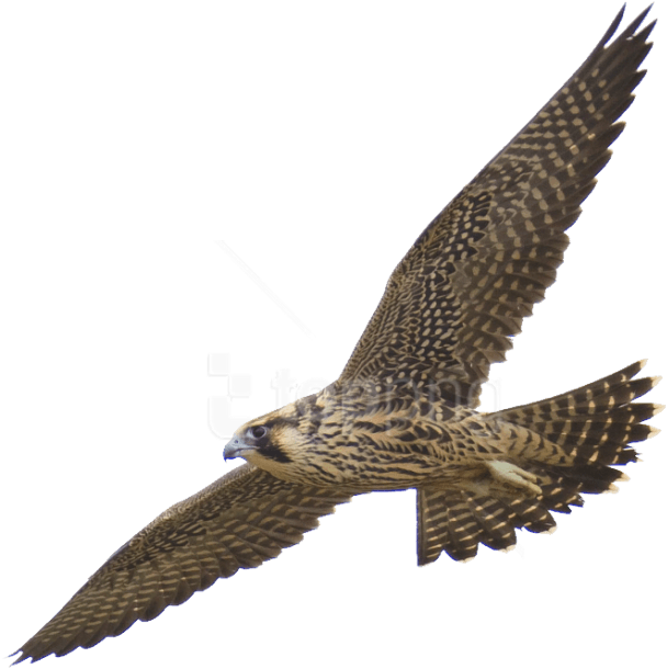 Download Free Png Download Falcon Png Images Background Png - Peregrine ...