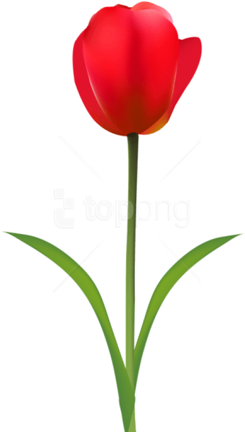 Free Png Red Tulip Transparent Png Images Transparent - Transparent ...