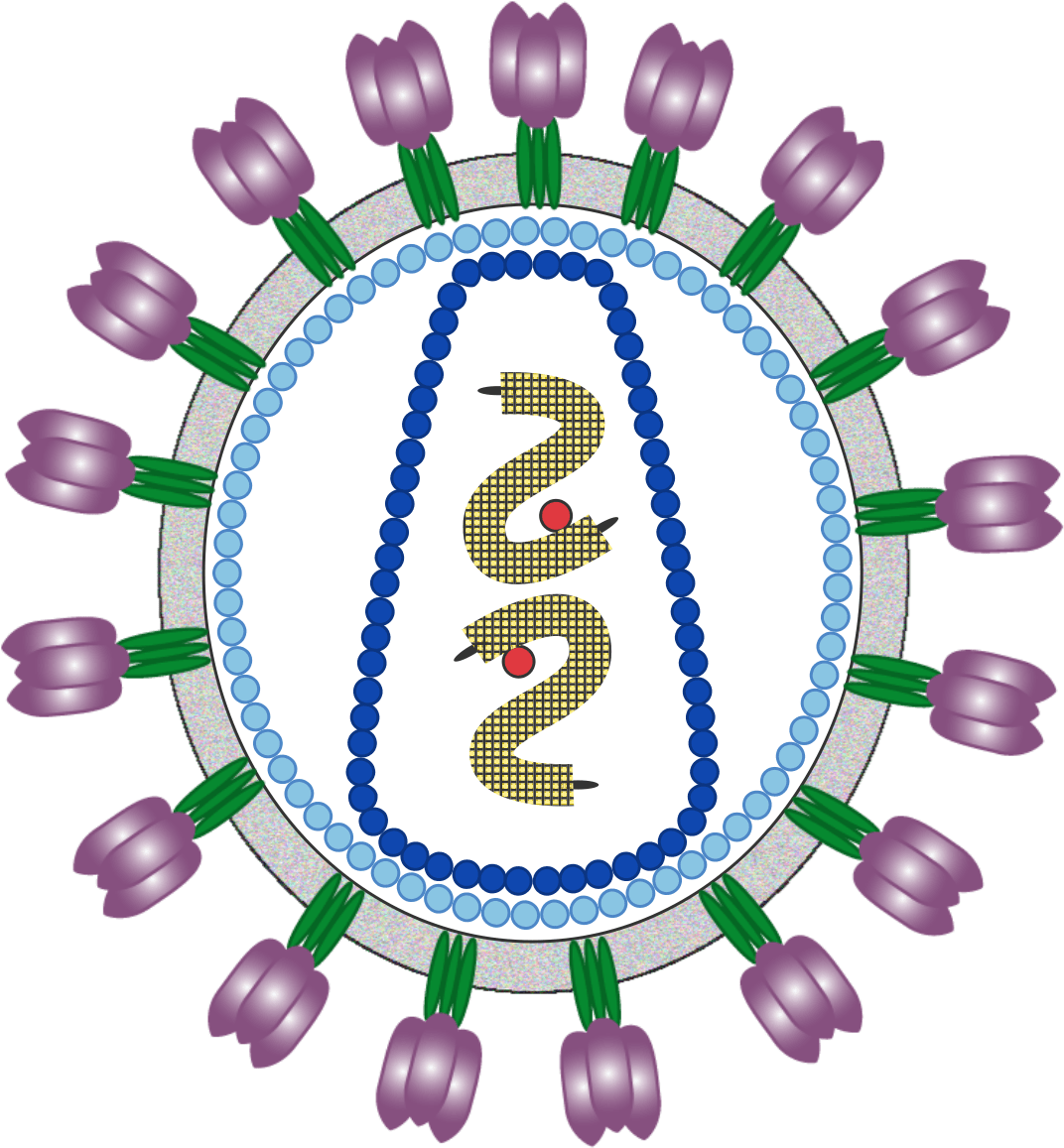 Download Hiv - Recent Developments In Hiv Treatment Clipart (#3871161 ...