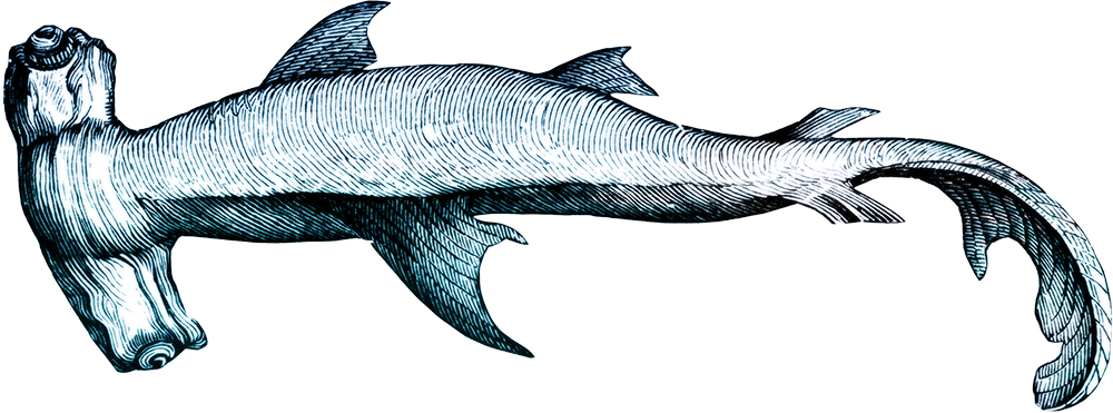 Download Hawaiian Word Of The Day - Hammerhead Shark Clip Art - Png ...