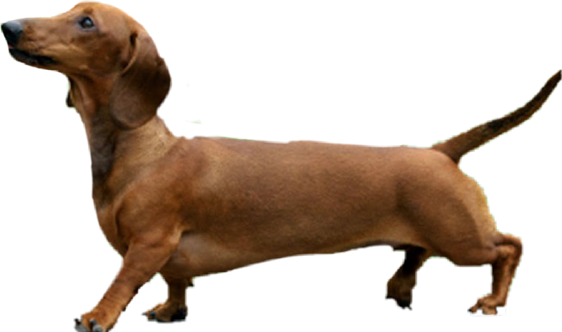 Dog Photoshop Clipart - Full Size Clipart (#3922182) - PinClipart