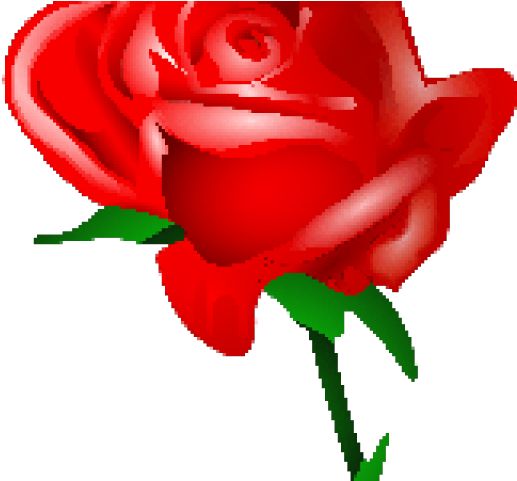 Red Rose Clipart Rad - Cartoon Red Rose Png Transparent Png - Full Size ...