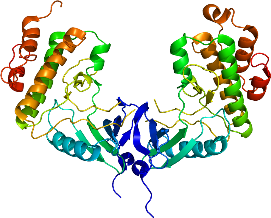 Protein Mknk1 Pdb 2hw6 Clipart - Full Size Clipart (#3952279) - PinClipart