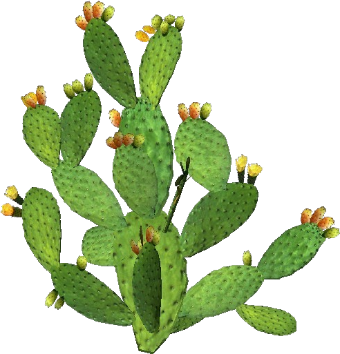 Our Social - Fico D India Pianta Clipart - Full Size Clipart (#3960404 ...