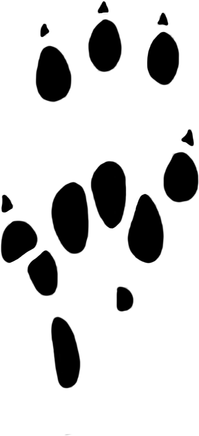 Download Free Printable Clipart And Coloring Pages - Rat Paw Print Png ...