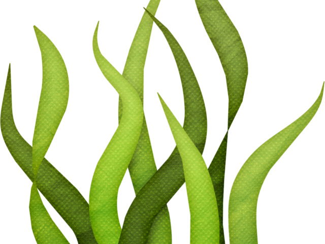 Sea Grass Clipart Transparent - Seaweed Clipart - Png Download - Full ...