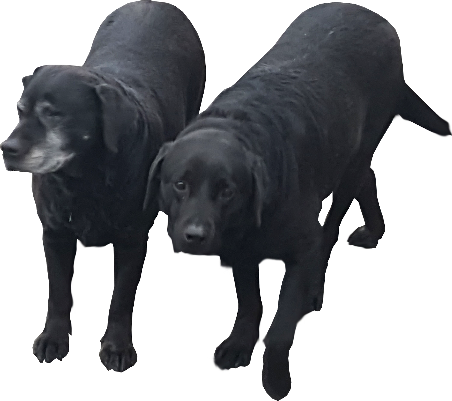Download Black Labradors No Background Dogs Png Black Lab Clipart ...
