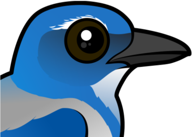 Blue Jay Clipart Koyal - Scrub Jay - Png Download - Full Size Clipart ...